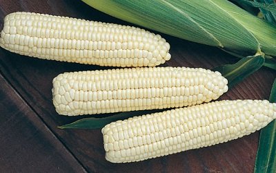 Penford Food launches non-GMO white corn protein - FFOODS Spectrum