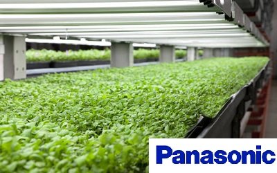 Panasonic supplies locally-harvested vegetables from indoor farm ...